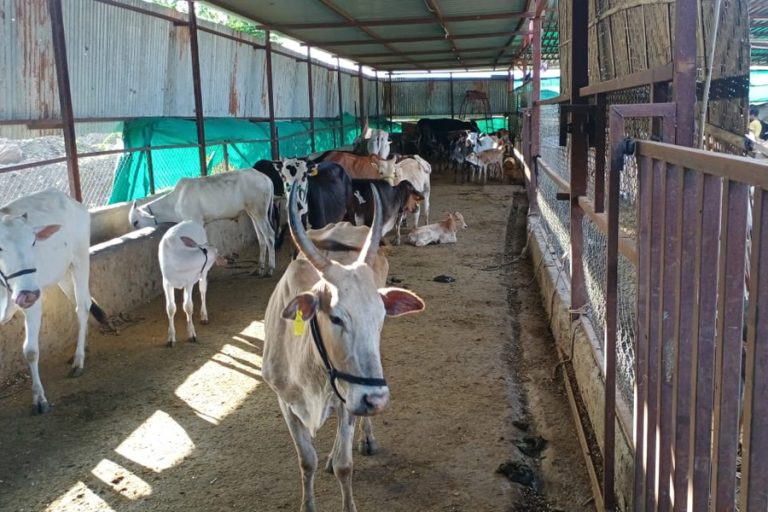 Animal NGO & Cow Welfare Programs | Gaushala Donation - Mukul Madhav ...