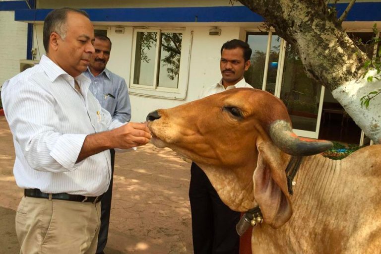 Animal NGO & Cow Welfare Programs | Gaushala Donation - Mukul Madhav ...