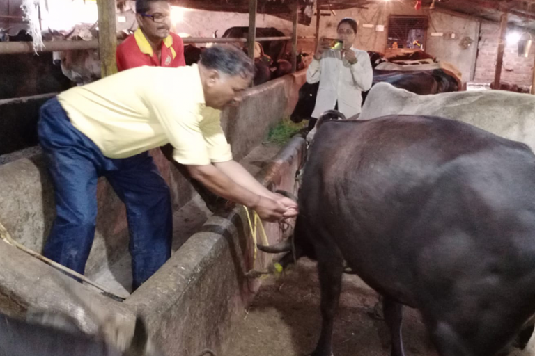 Animal NGO & Cow Welfare Programs | Gaushala Donation - Mukul Madhav ...