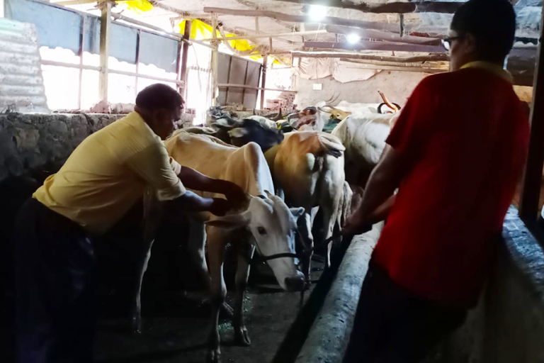 Animal NGO & Cow Welfare Programs | Gaushala Donation - Mukul Madhav ...