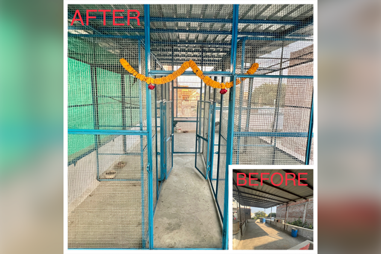 Animal NGO & Cow Welfare Programs | Gaushala Donation - Mukul Madhav ...