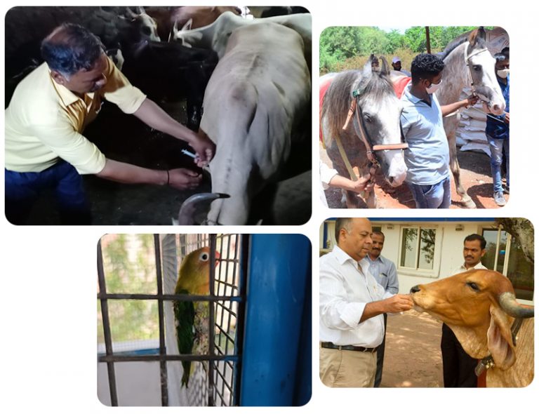 Animal Welfare & Cow Protection NGO | Mukul Madhav Foundation